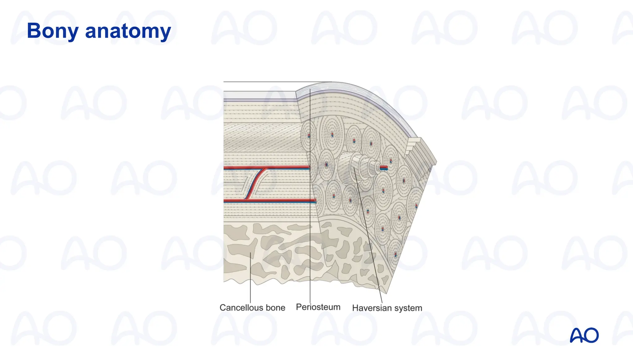 1.1 AO course 2024 Biology of bone healing.pdf
