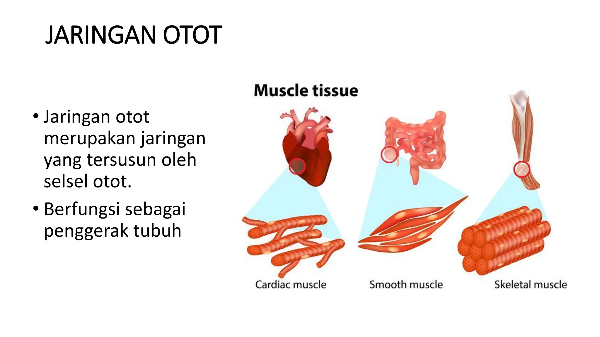 Sel , Jaringan dan Sistem Organ tubuh manusia | PDF