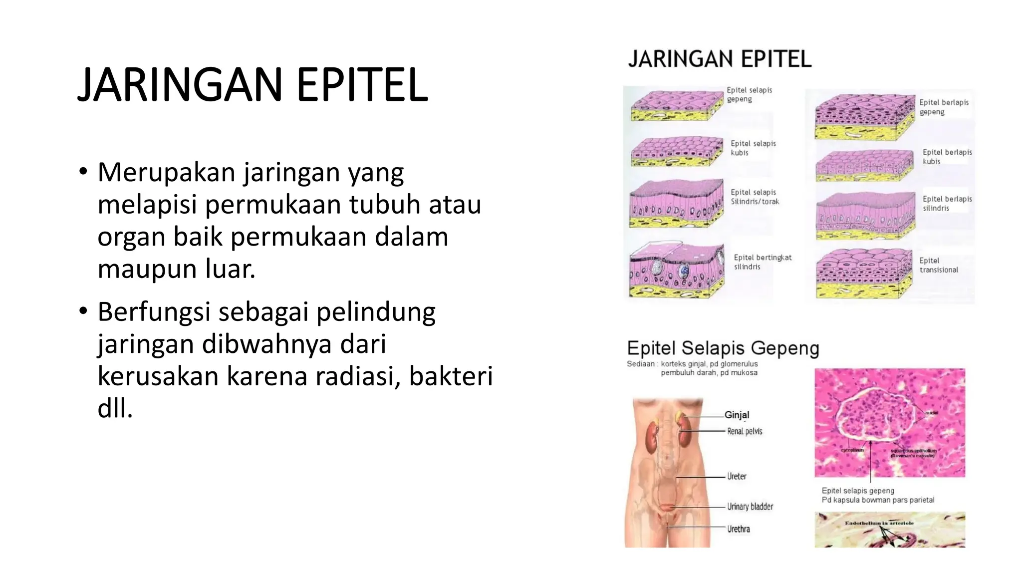 Sel , Jaringan dan Sistem Organ tubuh manusia | PDF