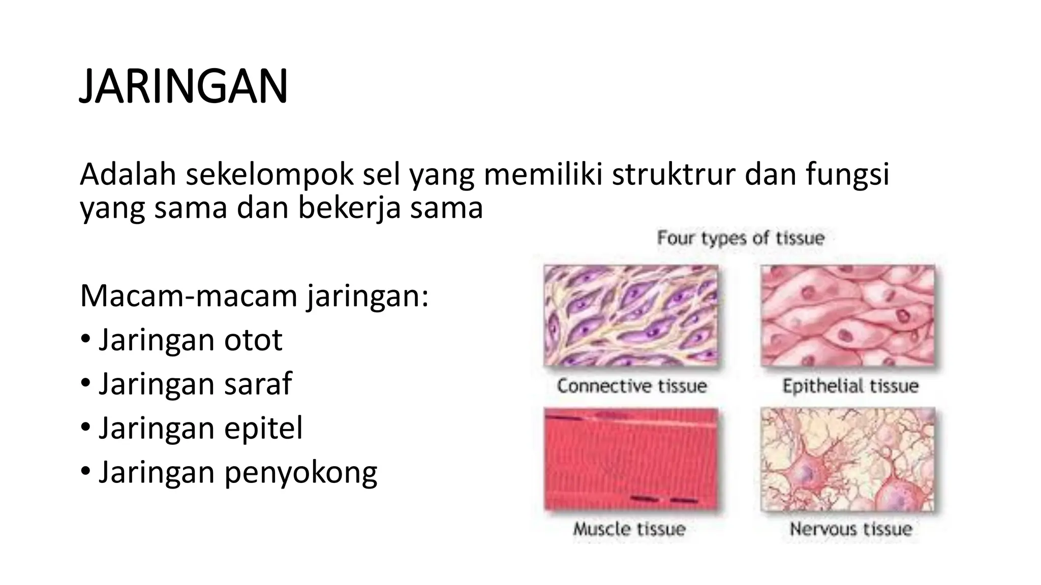 Sel , Jaringan dan Sistem Organ tubuh manusia | PDF