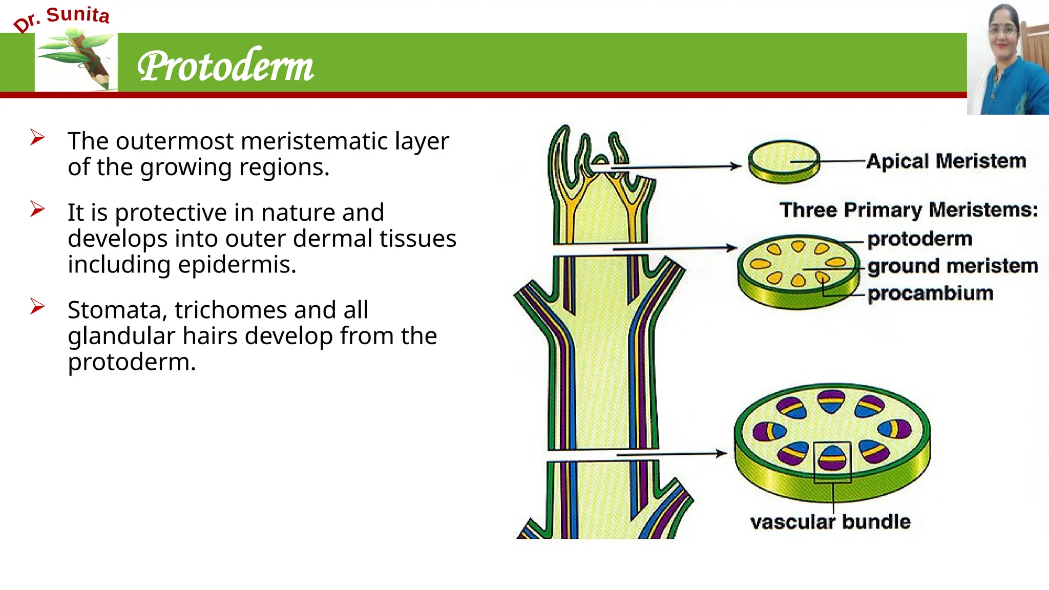 Meristematic tissue and its various types | PPTX