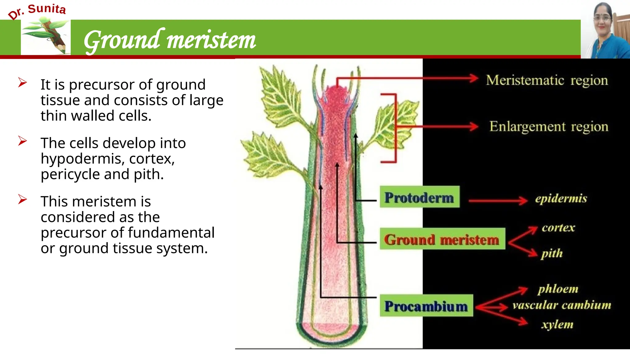 Meristematic tissue and its various types | PPTX