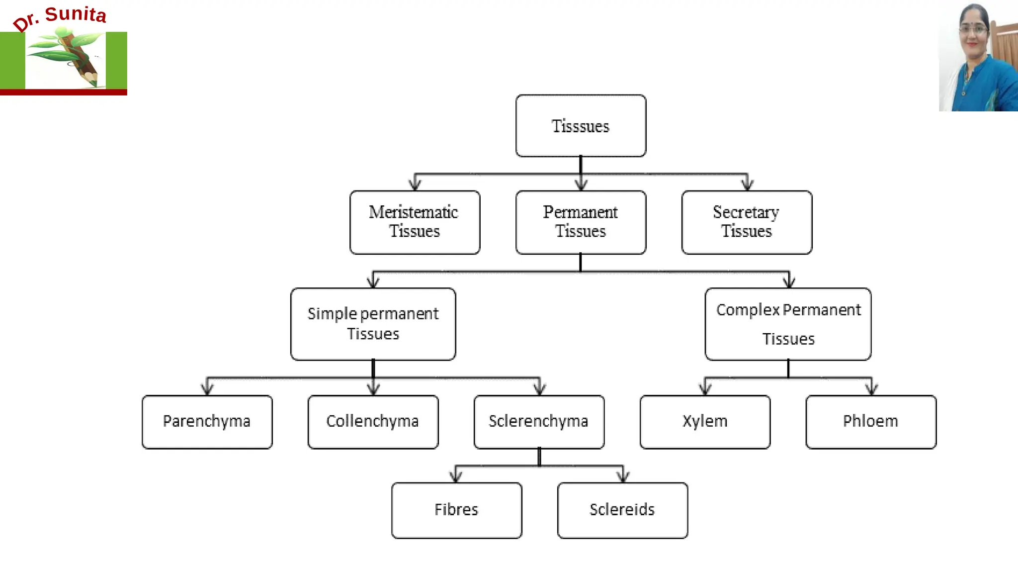 Meristematic tissue and its various types | PPTX