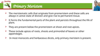 Meristematic tissue and its various types | PPTX