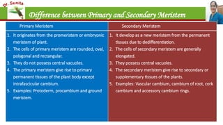 Meristematic tissue and its various types | PPTX