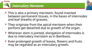 Meristematic tissue and its various types | PPTX