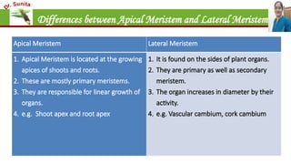 Meristematic tissue and its various types | PPTX