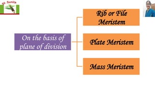 Meristematic tissue and its various types | PPTX