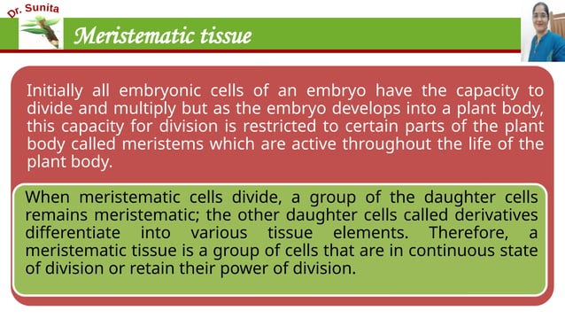 Meristematic tissue and its various types | PPTX | Gardening | Home ...