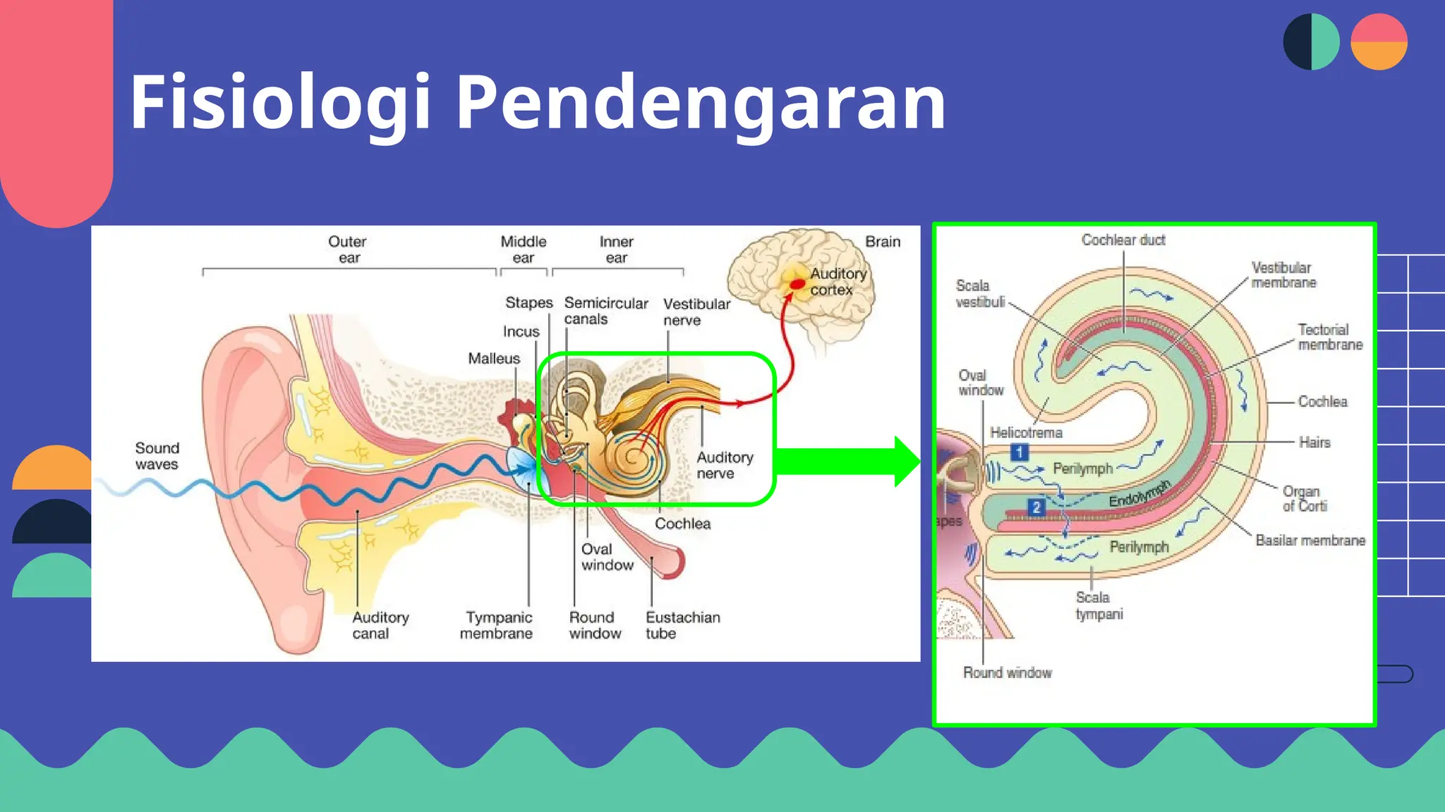 1. ANATOMI dan fisiologi pendengaran .ppt