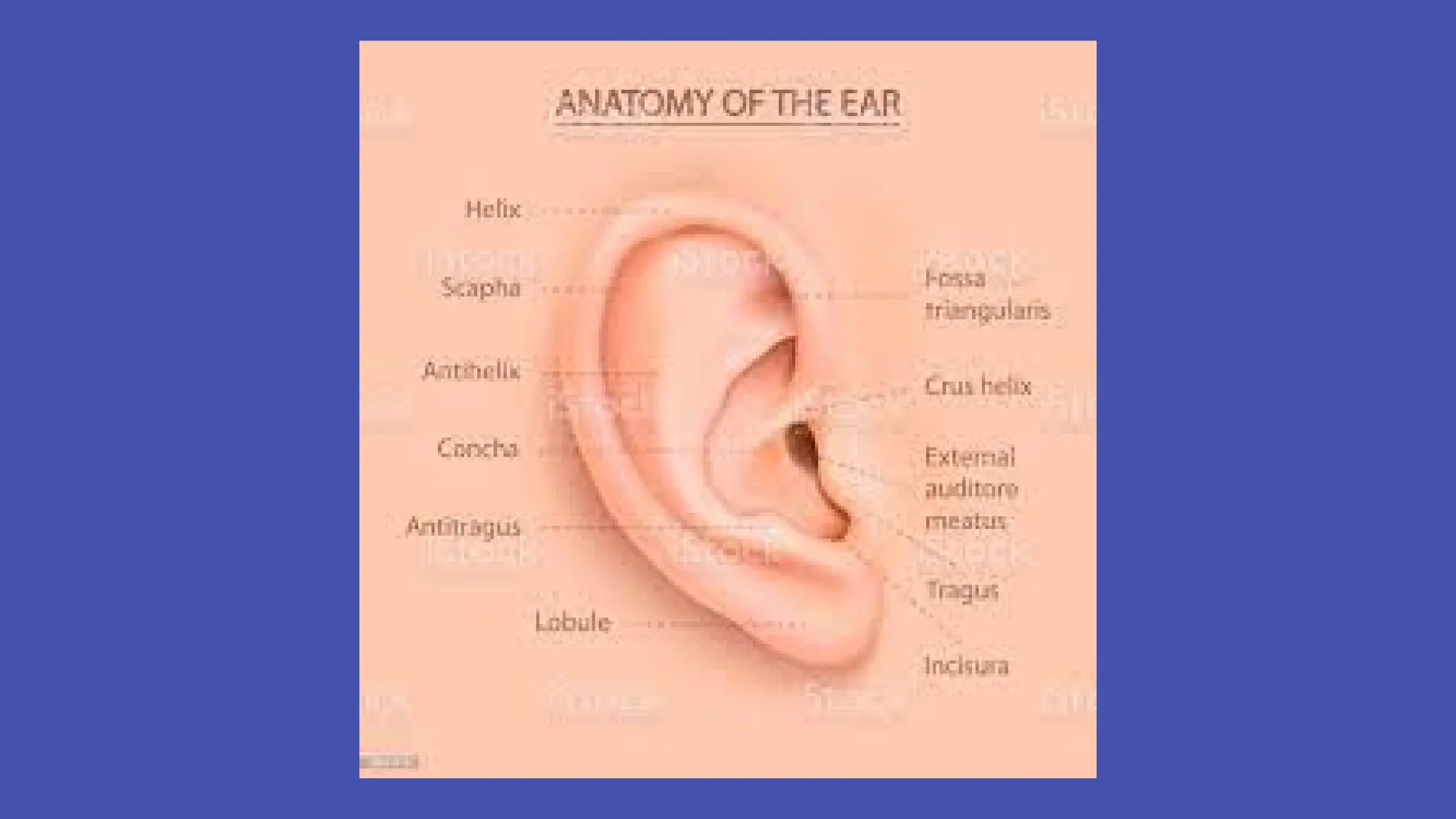 1. ANATOMI dan fisiologi pendengaran .ppt