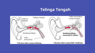 1. ANATOMI dan fisiologi pendengaran .ppt