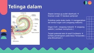1. ANATOMI dan fisiologi pendengaran .ppt