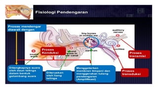 1. ANATOMI dan fisiologi pendengaran .ppt