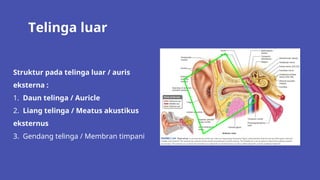 1. ANATOMI dan fisiologi pendengaran .ppt