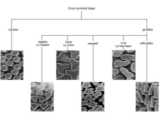 1. Properties_of_Textile_Fibres , Also known as the modulus of ...