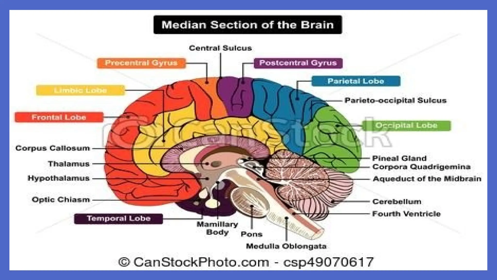 The Brain and neuro systems in Psychopharmacology | PPT