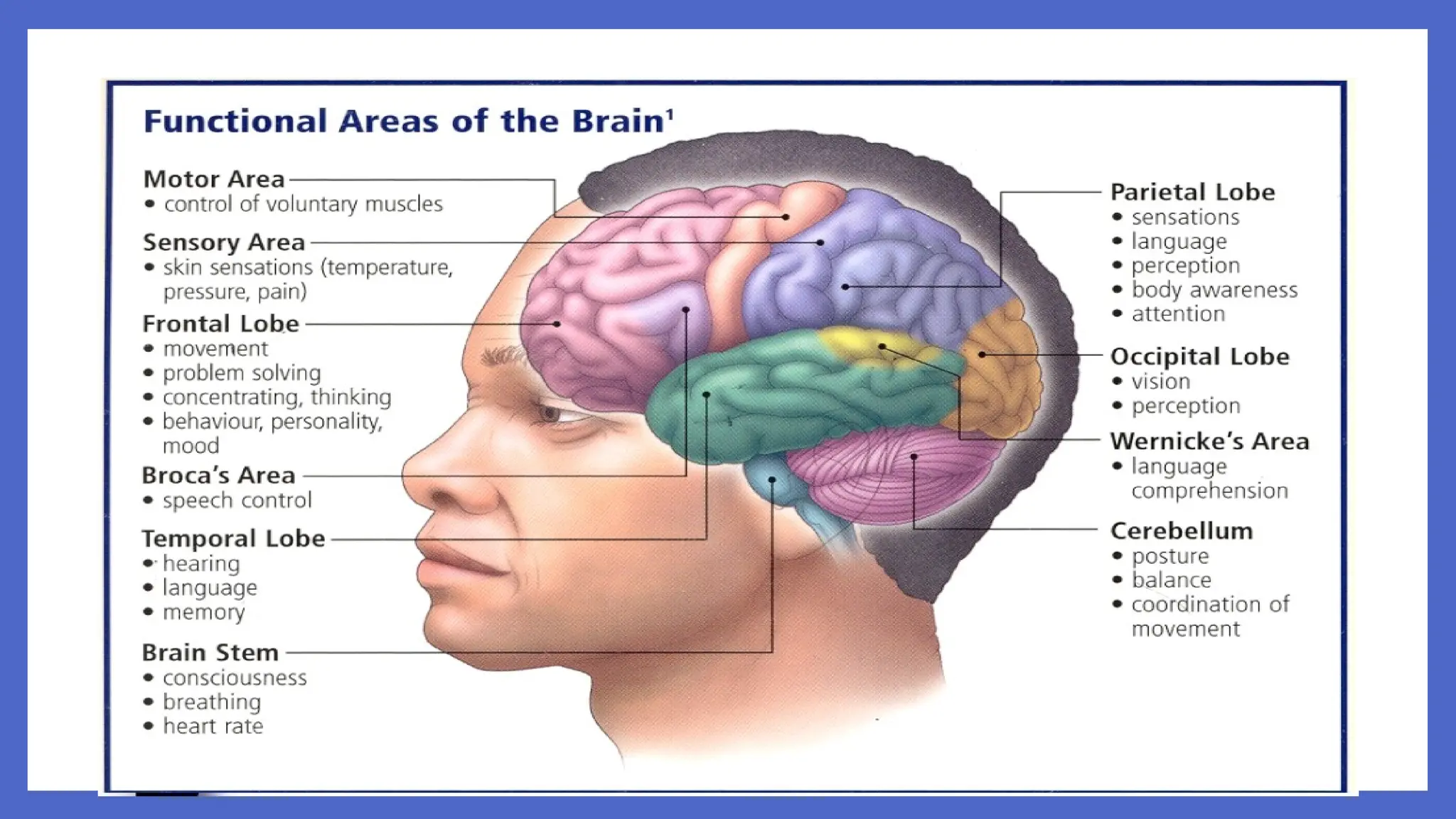 The Brain and neuro systems in Psychopharmacology | PPT