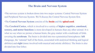 The Brain and neuro systems in Psychopharmacology | PPTX | Brain and ...
