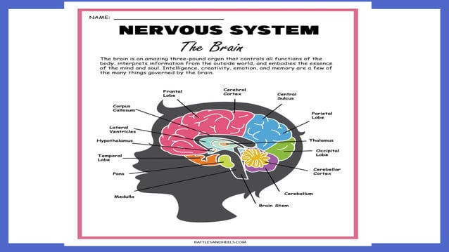 The Brain and neuro systems in Psychopharmacology | PPT