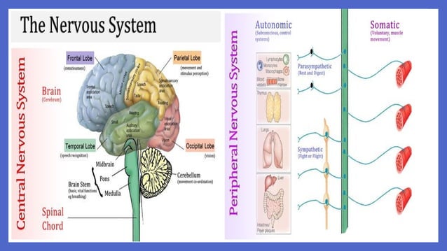 The Brain and neuro systems in Psychopharmacology | PPT