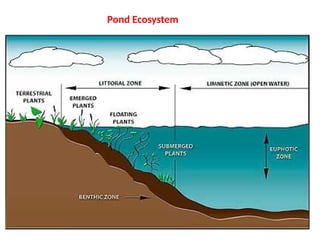 Ecosystems and their importance and classification | PPTX