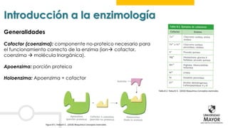 introduccion a las Enzimas, bioquimicaaa- | PDF