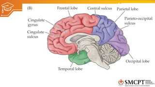 1. Neuroanatomy Cerebro spinal Fluid Flow 31.8.2024_proof.pdf