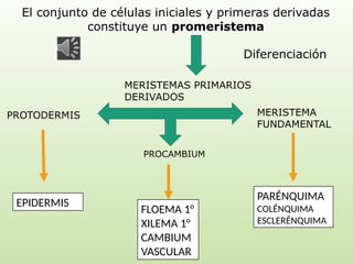 1. MERISTEMos y fisiología vegetal.pptx