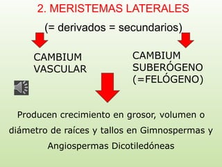 1. MERISTEMos y fisiología vegetal.pptx