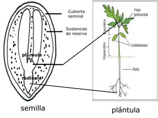 1. MERISTEMos y fisiología vegetal.pptx