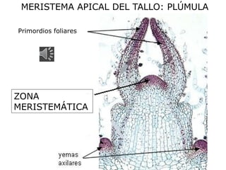 1. MERISTEMos y fisiología vegetal.pptx