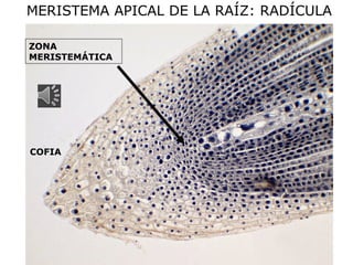 1. MERISTEMos y fisiología vegetal.pptx