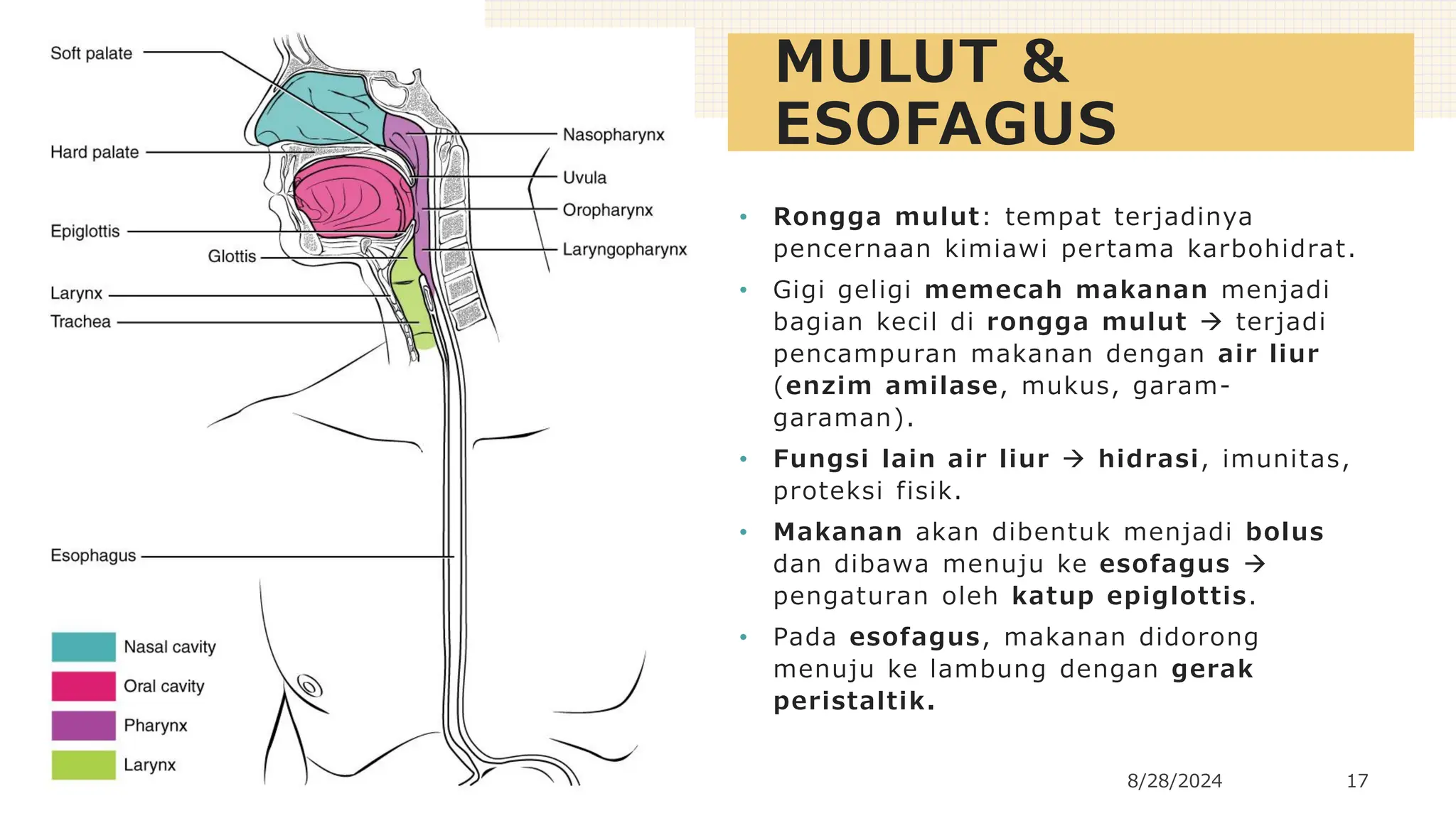 SISTEM PENCERNAAN DALAM TUBUH MANUSIA.pdf