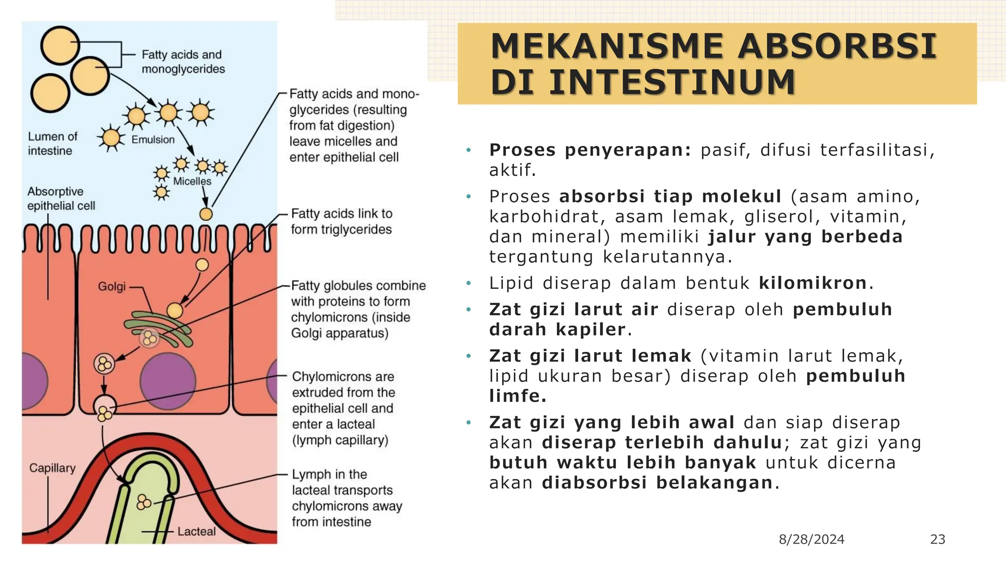 SISTEM PENCERNAAN DALAM TUBUH MANUSIA.pdf