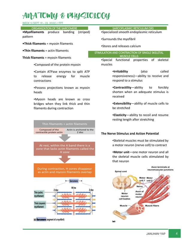 ANATOMY NURSING TRANS NOTES 1.06 MUSCULAR SYSTEM.pdf