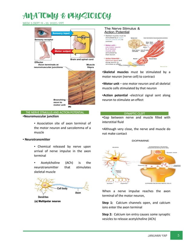 ANATOMY NURSING TRANS NOTES 1.06 MUSCULAR SYSTEM.pdf