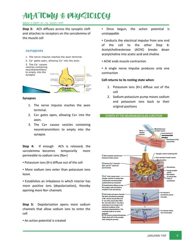 ANATOMY NURSING TRANS NOTES 1.06 MUSCULAR SYSTEM.pdf