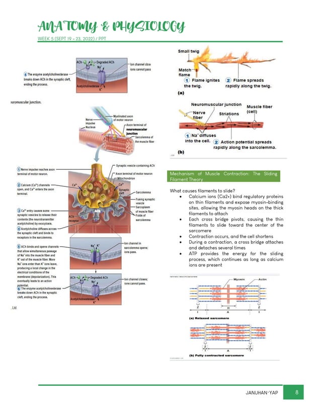 ANATOMY NURSING TRANS NOTES 1.06 MUSCULAR SYSTEM.pdf