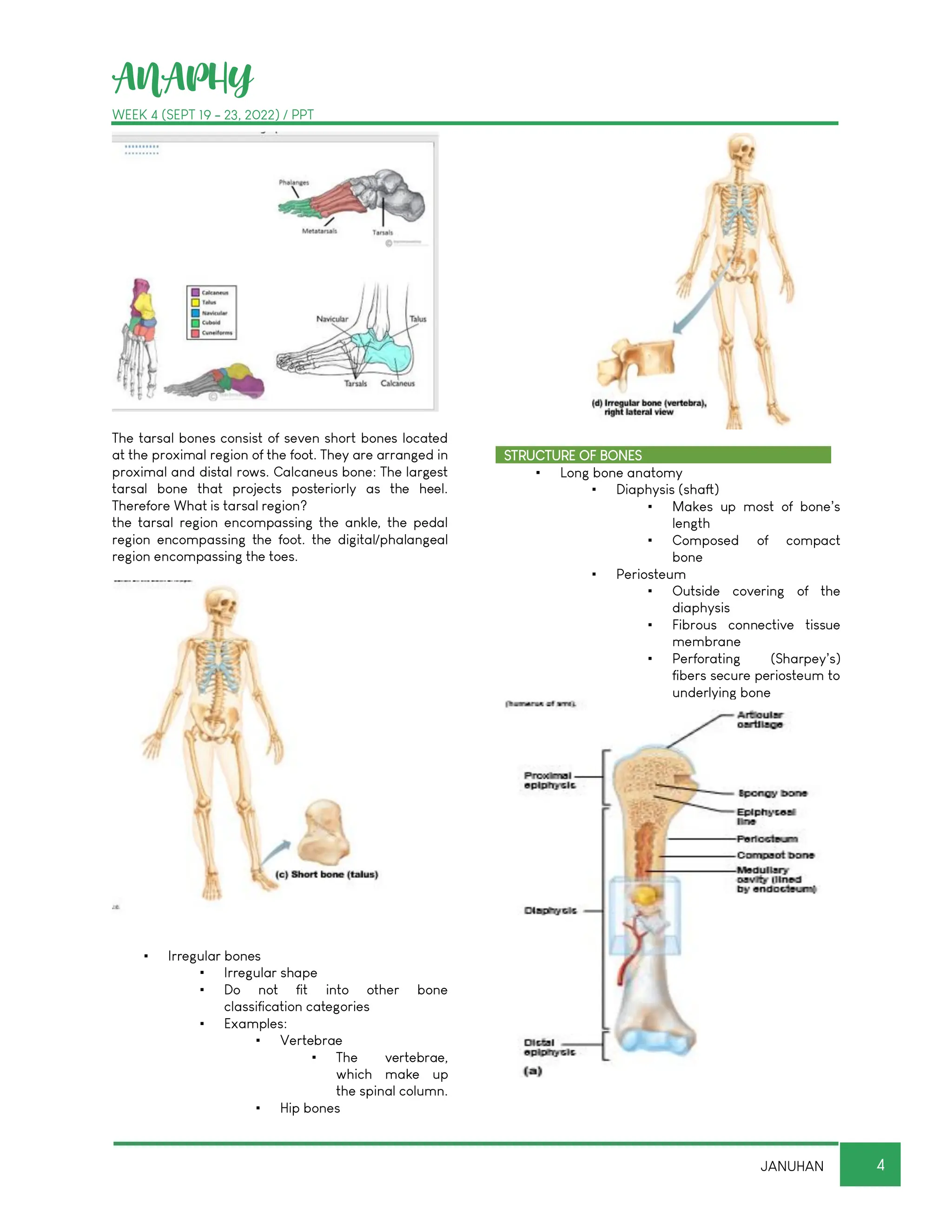 NURSING TRANS NOTES 1.05 ANAPHY-SKELETAL-FINAL.pdf