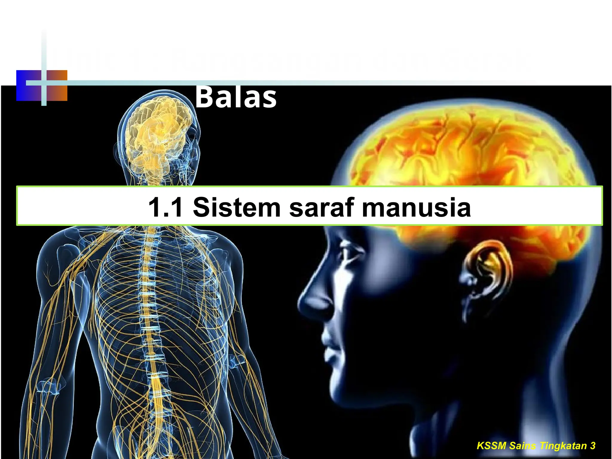 Sistem saraf manusia power point ssssss | PPTX