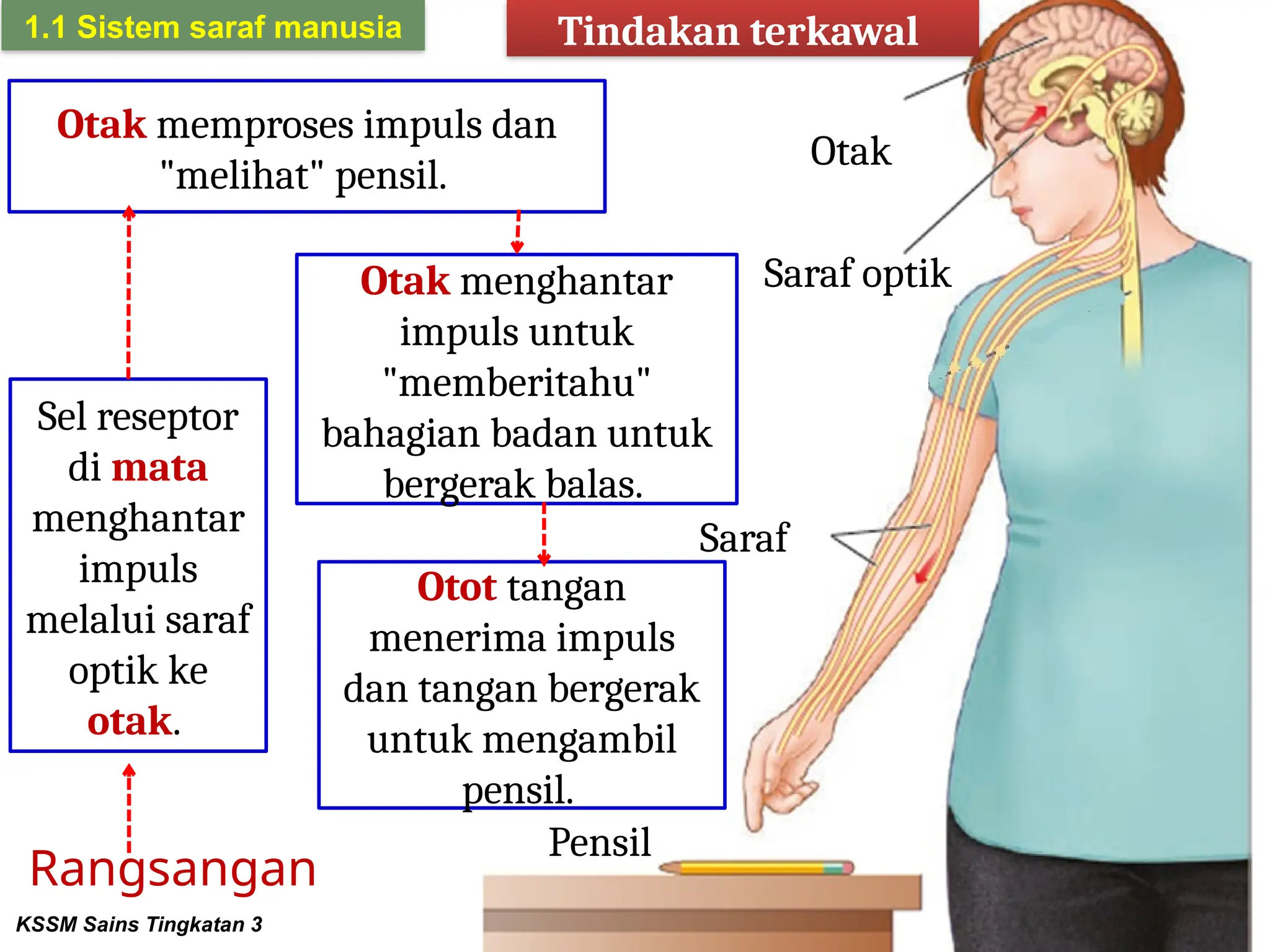 Sistem saraf manusia power point ssssss | PPTX