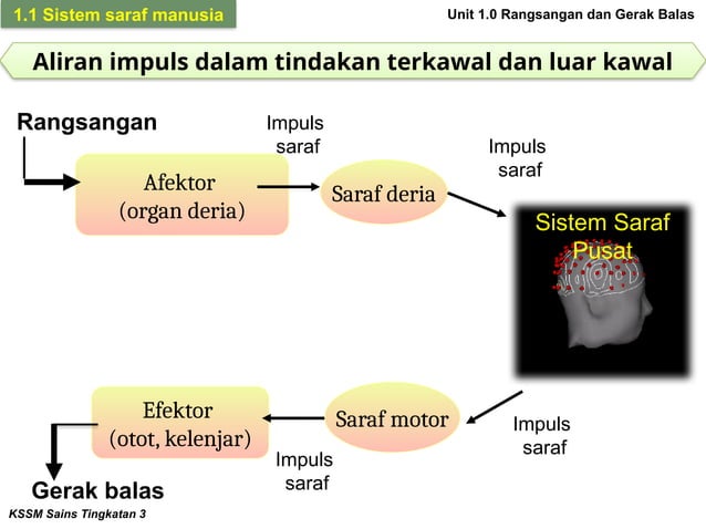 Sistem saraf manusia power point ssssss | PPTX