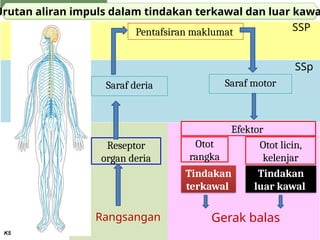 Sistem saraf manusia power point ssssss | PPTX