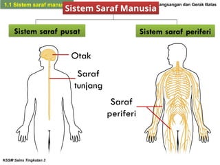 Sistem saraf manusia power point ssssss | PPTX