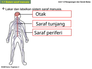Sistem saraf manusia power point ssssss | PPTX