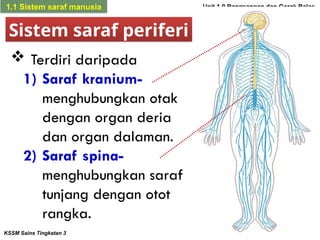Sistem saraf manusia power point ssssss | PPTX