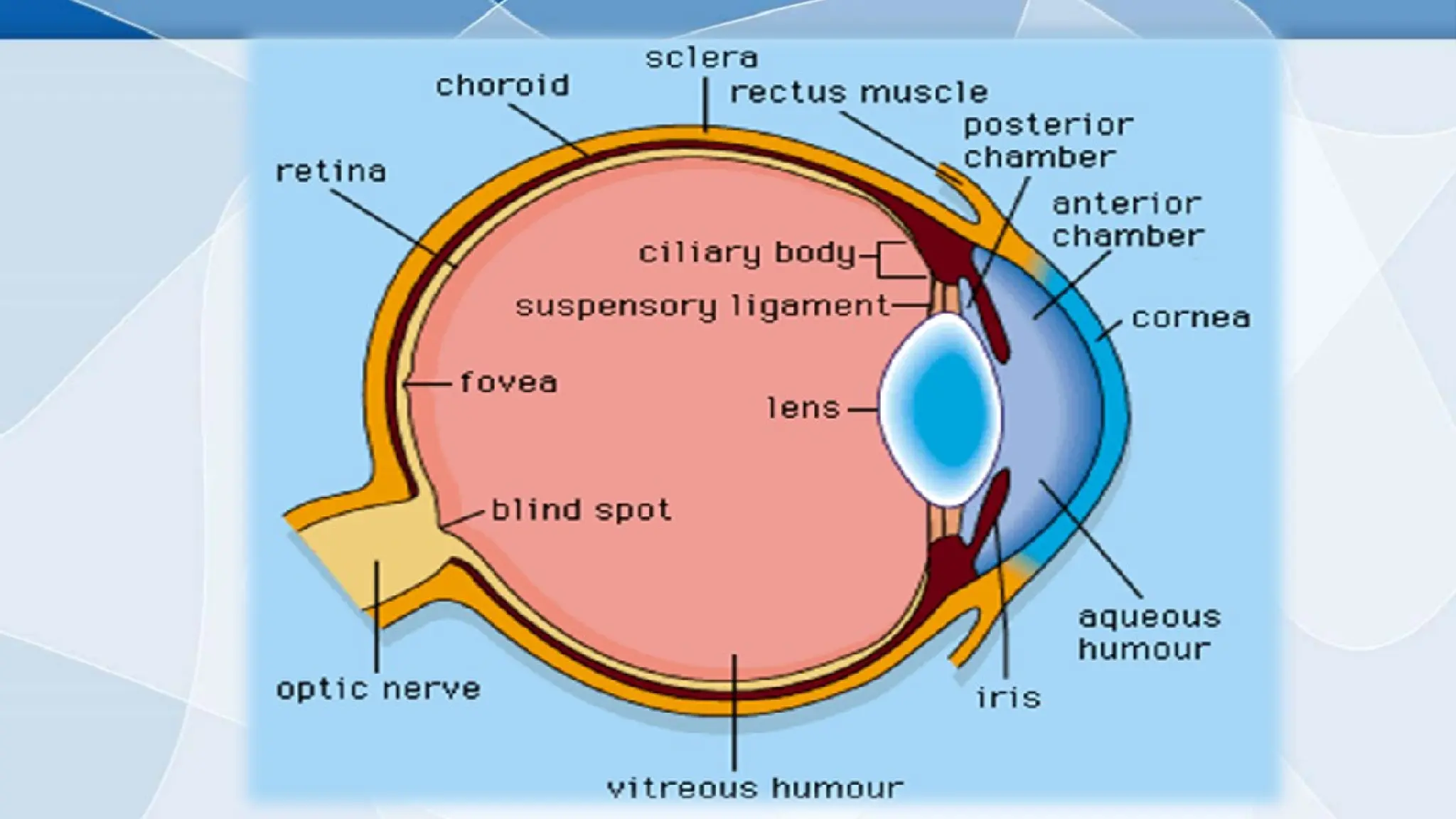 Blepharitis is a common eye condition that causes inflammation of the ...