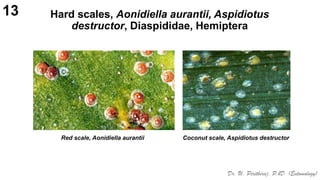 Pests of Brinjal_Bionomics_IPM_Dr.UPR.pdf
