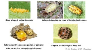 Pests of Brinjal_Bionomics_IPM_Dr.UPR.pdf | Agriculture | Industries